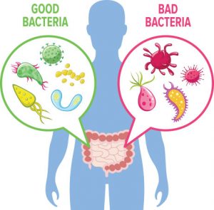 Gut Reset – CanXida Weight Loss